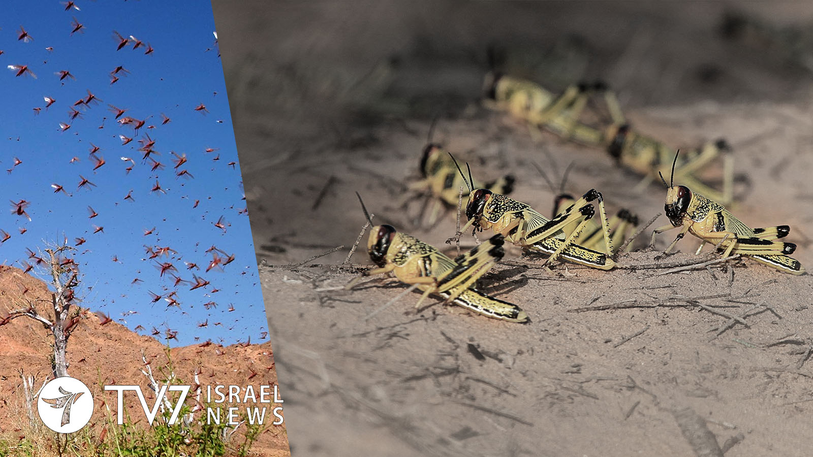 Israel Still Immune From Locust Plague In Asia Africa TV7 Israel News Israel Still Immune From Locust Plague In Asia Africa TV7 Israel News