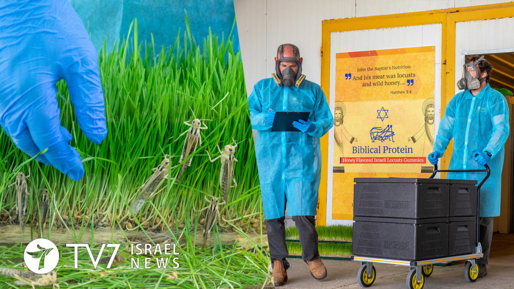 Israeli firm transforms biblical locust plague into a blessing - TV7 ...