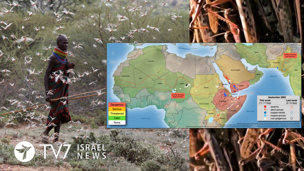 Locust remain major concern in Red Sea region - TV7 Israel News