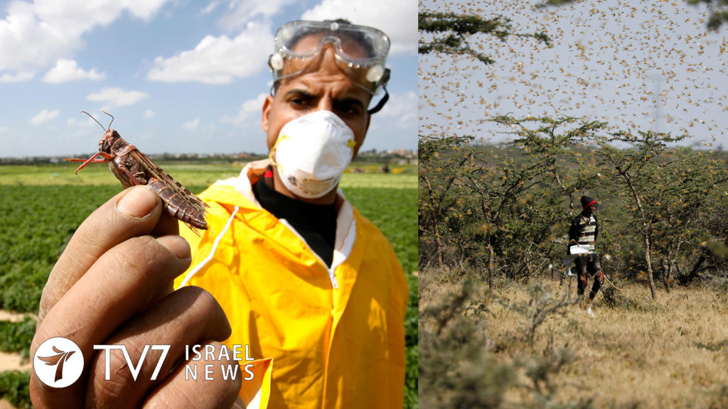 Desert Locust outbreak easing in Southwest Asia - TV7 Israel News