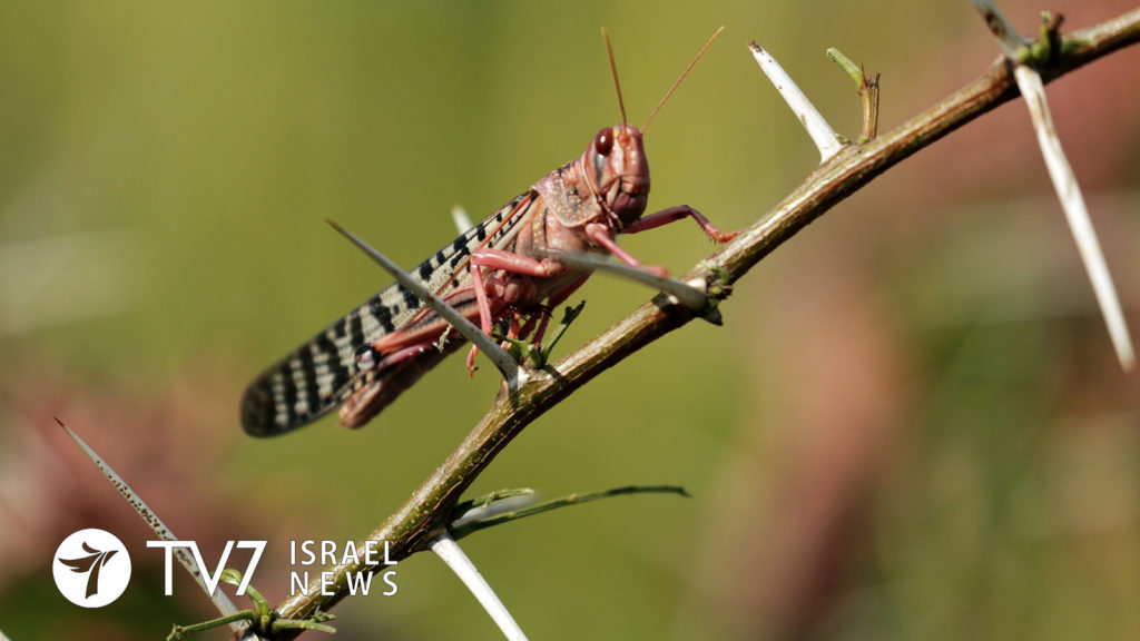 Locusts still plague parts of Africa, Mideast - TV7 Israel News